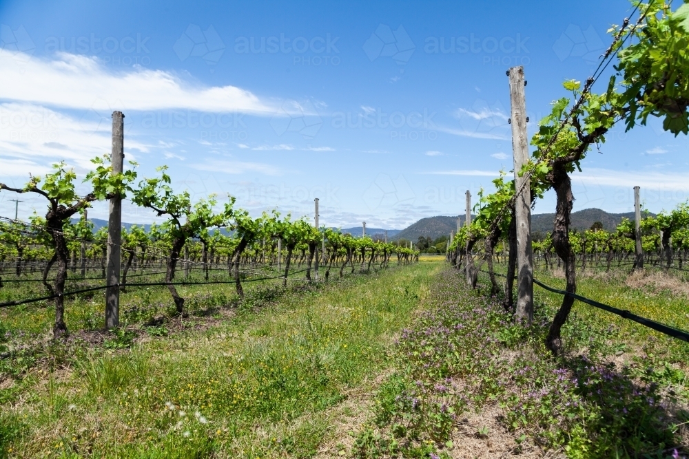 Image of Grapevines in rows with new spring growth sprouting in ...