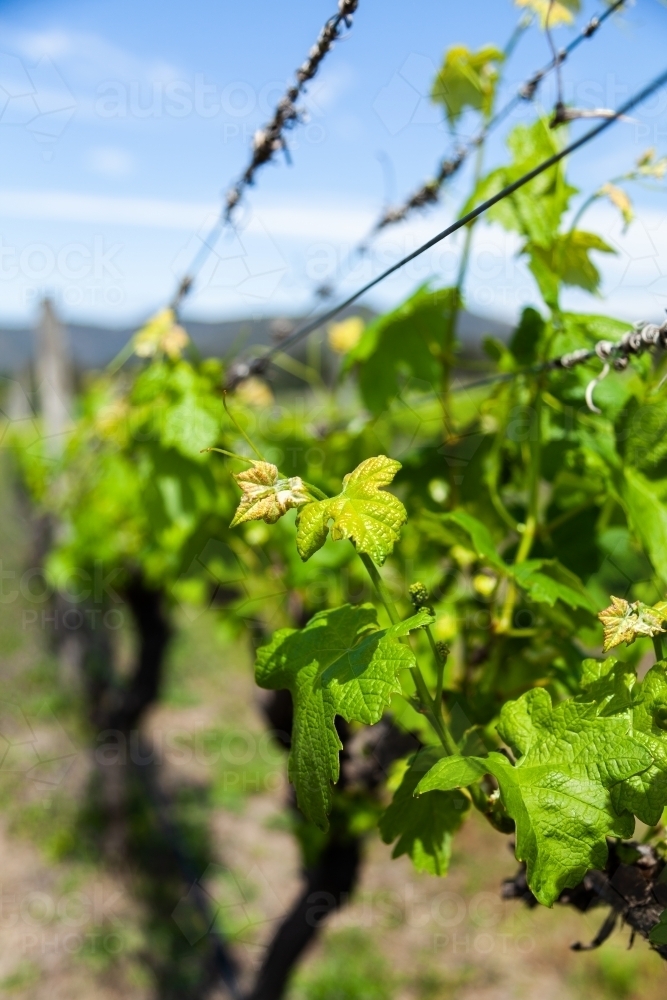 Image of Grapevines in rows with new spring growth sprouting in ...