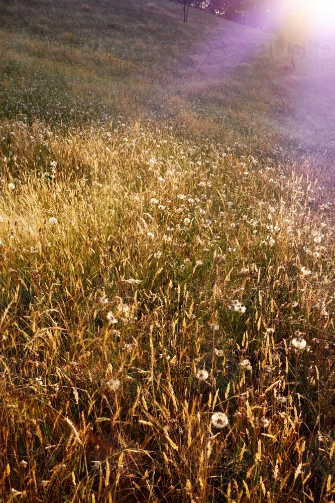 Image of Grass in a Paddock at Dawn - Austockphoto