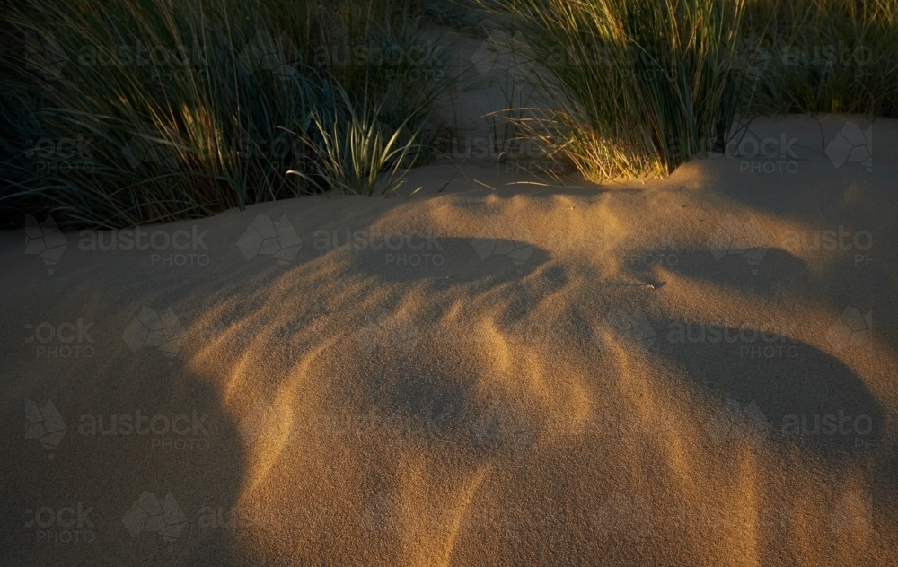 Image Of Grass On Sand Dunes At Dusk Austockphoto