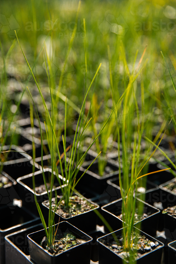 Image of grass plant seedlings for sale at a nursery - Austockphoto