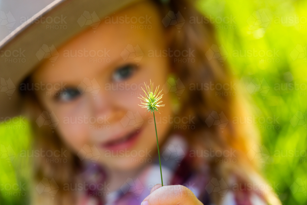 Image of Grass seed head held up by child on nature walk - Austockphoto