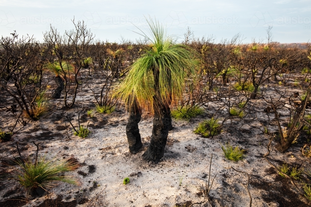 Image of Grass Tree (Xanthorrhoea) After Fire - Austockphoto
