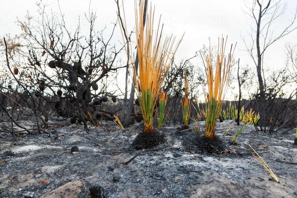 Image of grass trees showing recovery after bushfire - Austockphoto