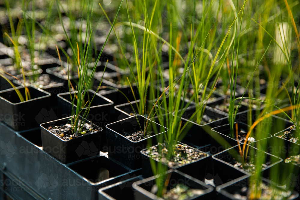 Image of grassy native plants in little pots at a nursery - Austockphoto