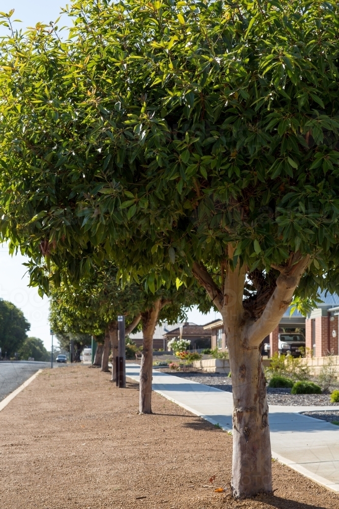 Image of Gravel verge with street trees on quiet street - Austockphoto