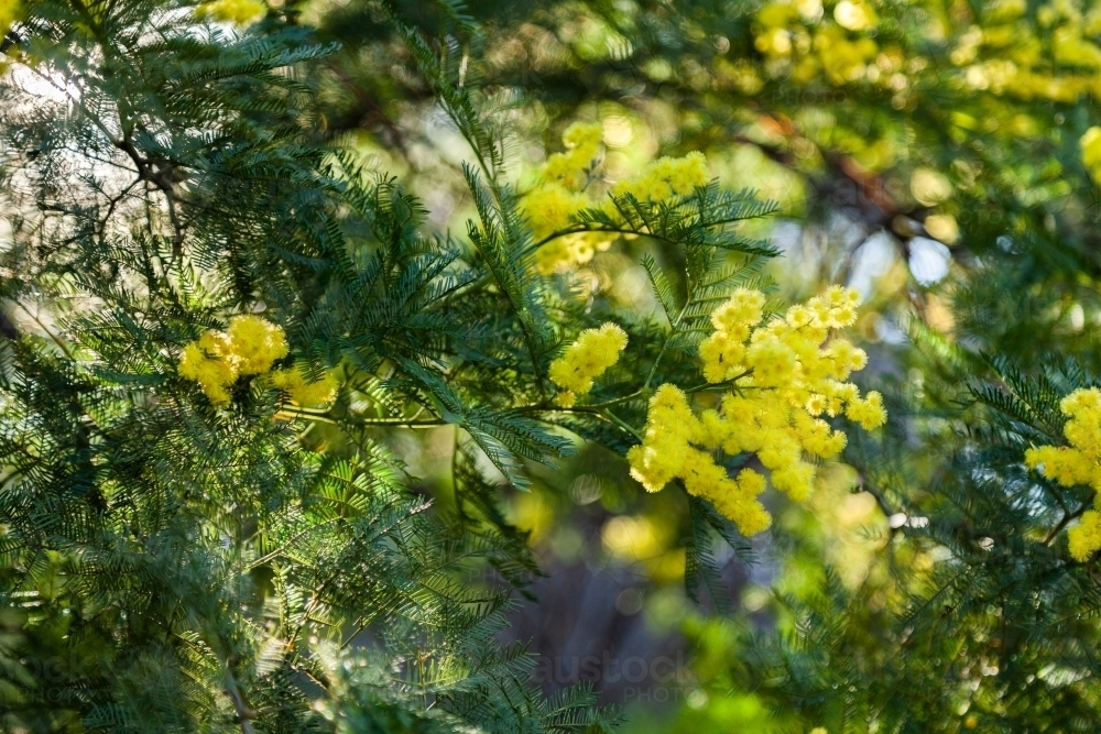 Image of Green and gold wattle flowers in bushland - Austockphoto
