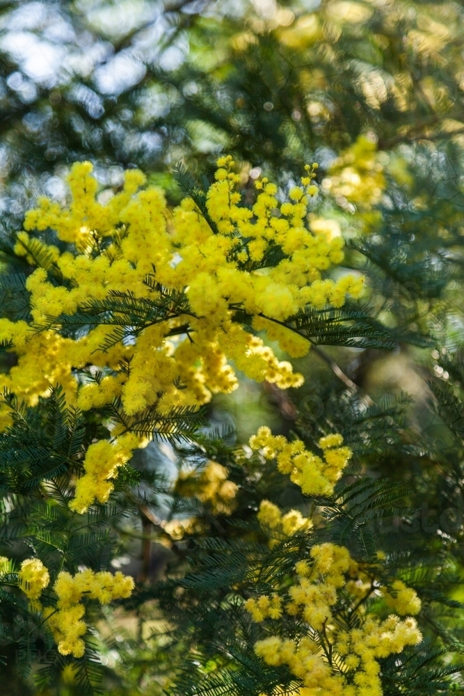 Image of Green and gold wattle flowers in bushland - Austockphoto