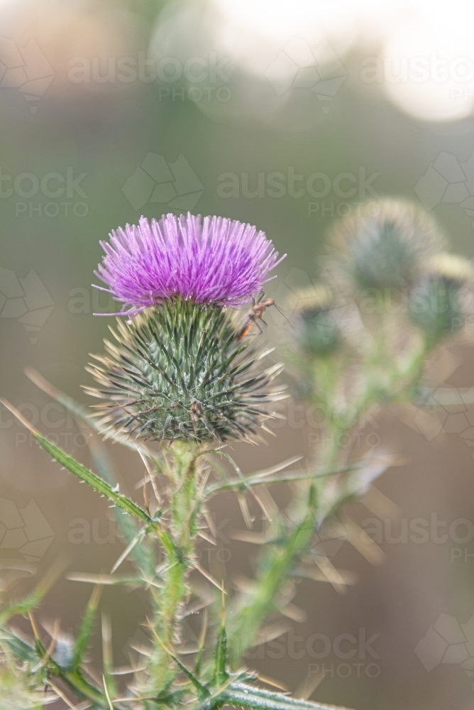 Image of green and purple thistle - Austockphoto