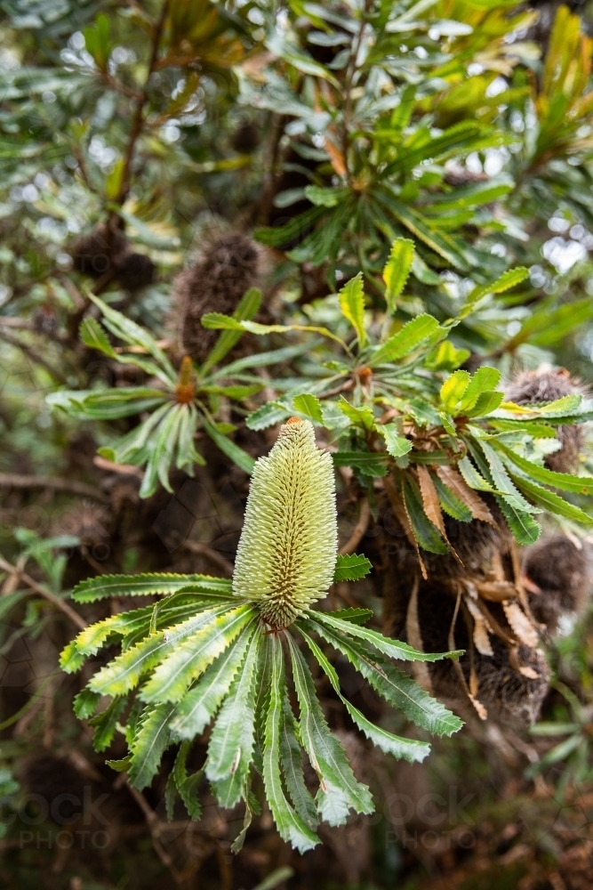 Image of green banksia flower in a plant with dried banksia flowers ...