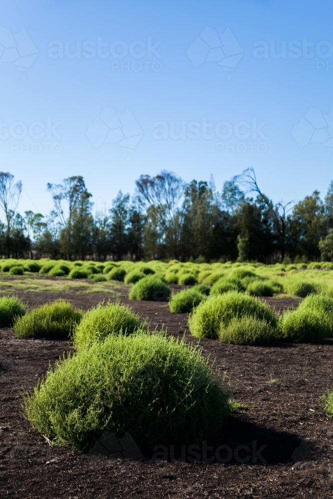 Image of Black roly poly bushy plants growing in paddock - Austockphoto