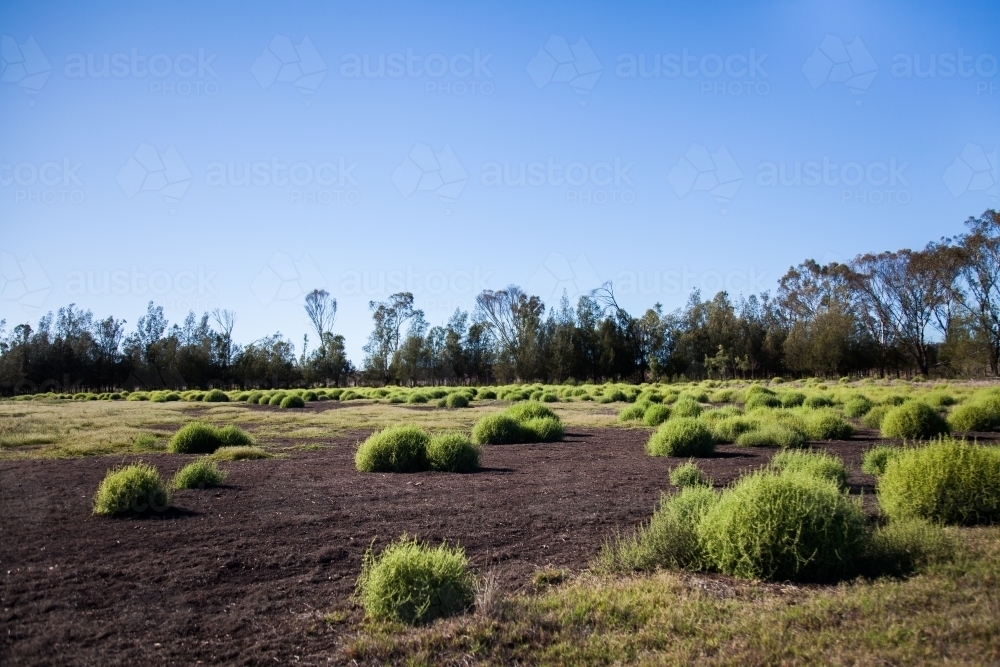 Image of Black roly poly bushy plants growing in paddock - Austockphoto