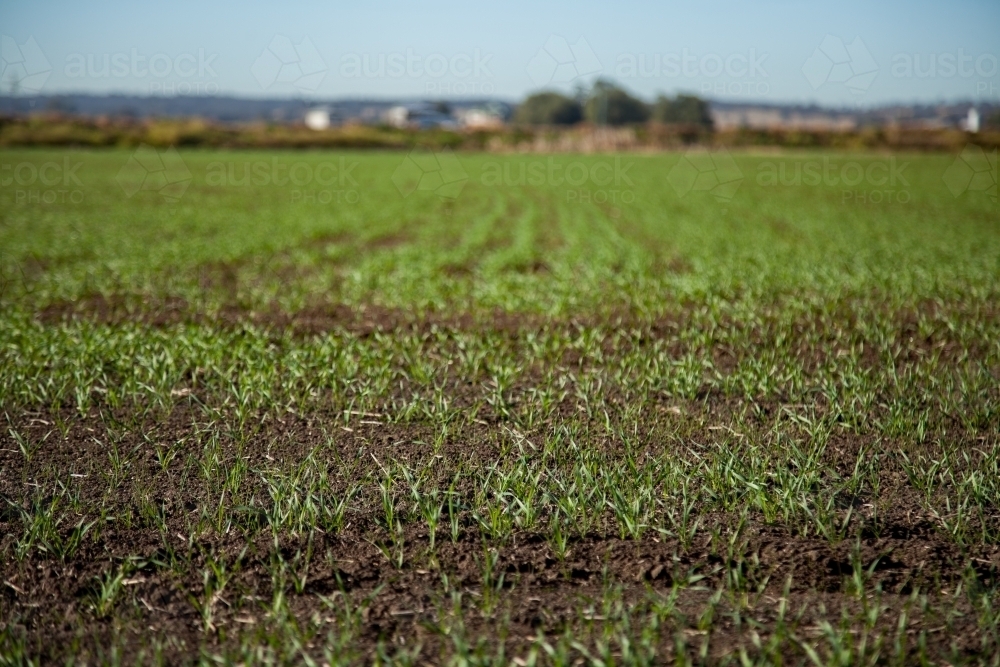 Image of Green crop sprouting up in farm paddock - Austockphoto