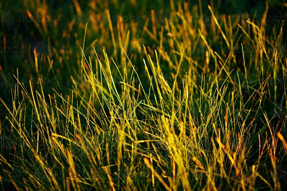 Image of Green grass glowing golden in setting sunlight - Austockphoto