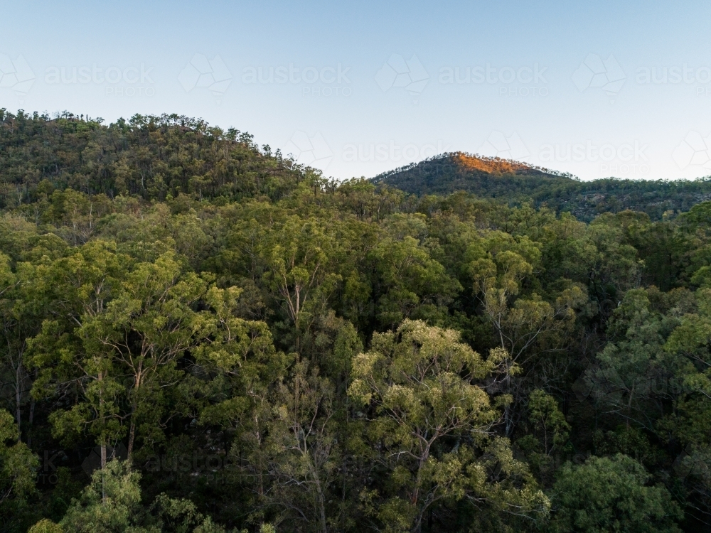 Image of green leafy eucalyptus treetops covering hills in hunter ...