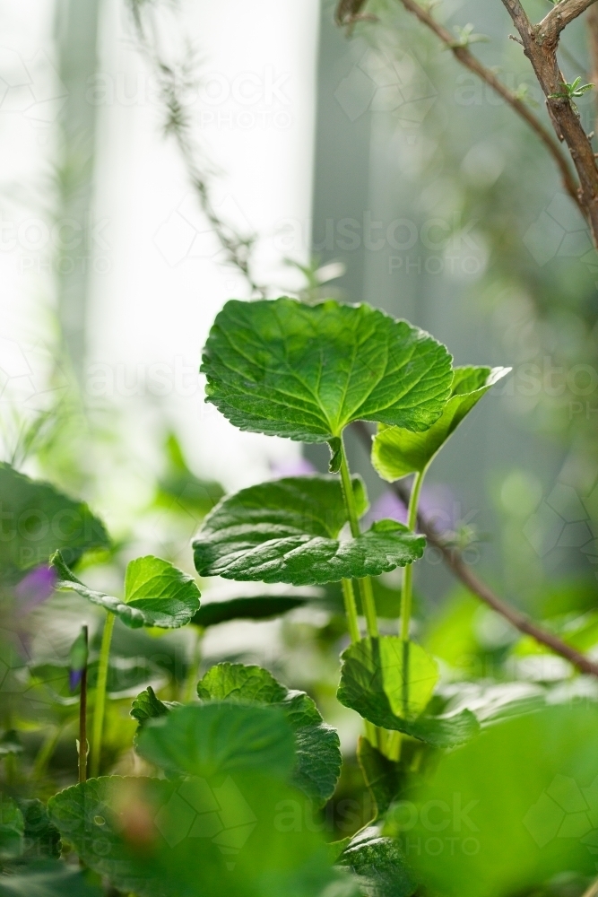 Image of Green leaves of violet Viola Violaceae plant in garden ...