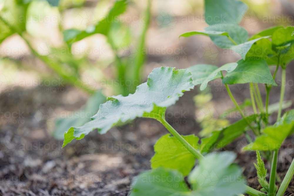 Image of Green leaves of zucchini plant thriving in vegetable garden ...