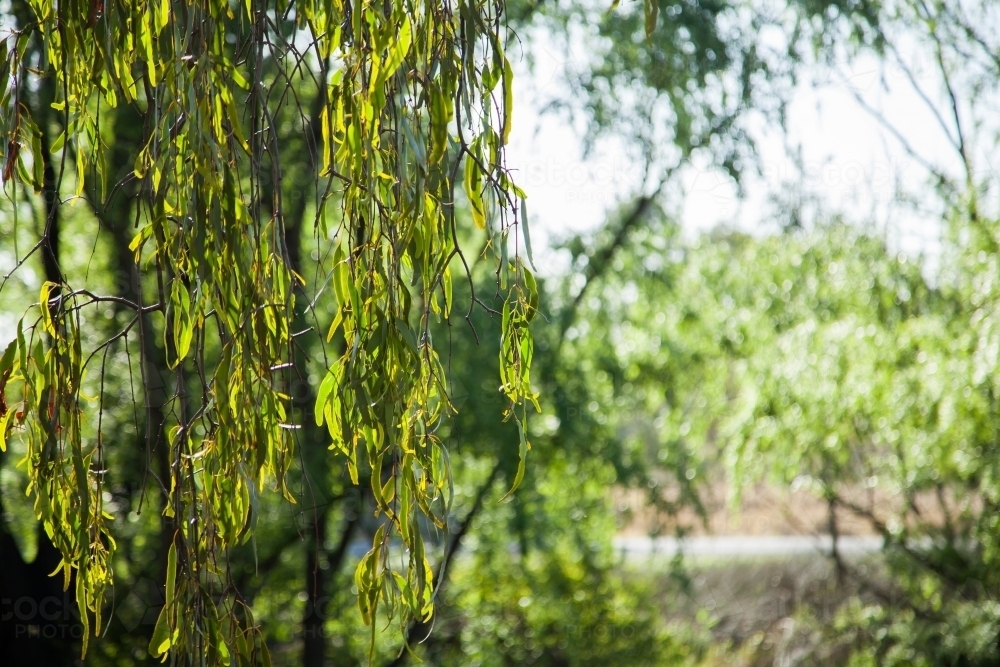 Image of Green mistletoe plant hanging down from gum tree - Austockphoto
