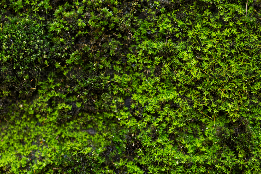 Image of green moss plant growing thickly in damp place - Austockphoto