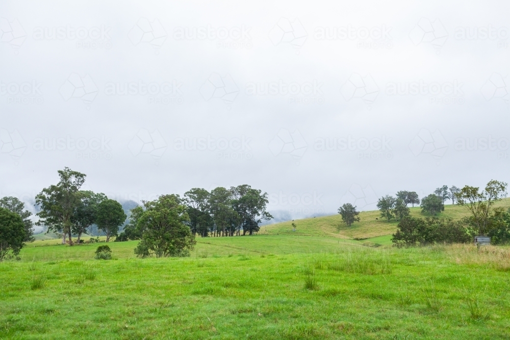 Image of Green paddock in hills with low clouds on cold morning ...