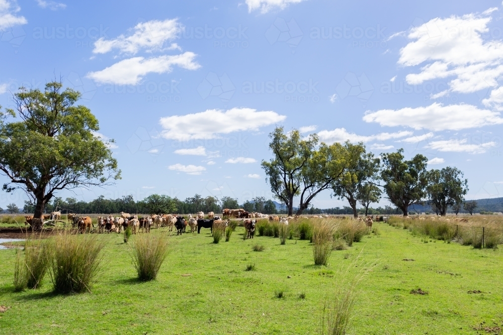Image of Green paddock landscape full of beef cattle under blue sky ...