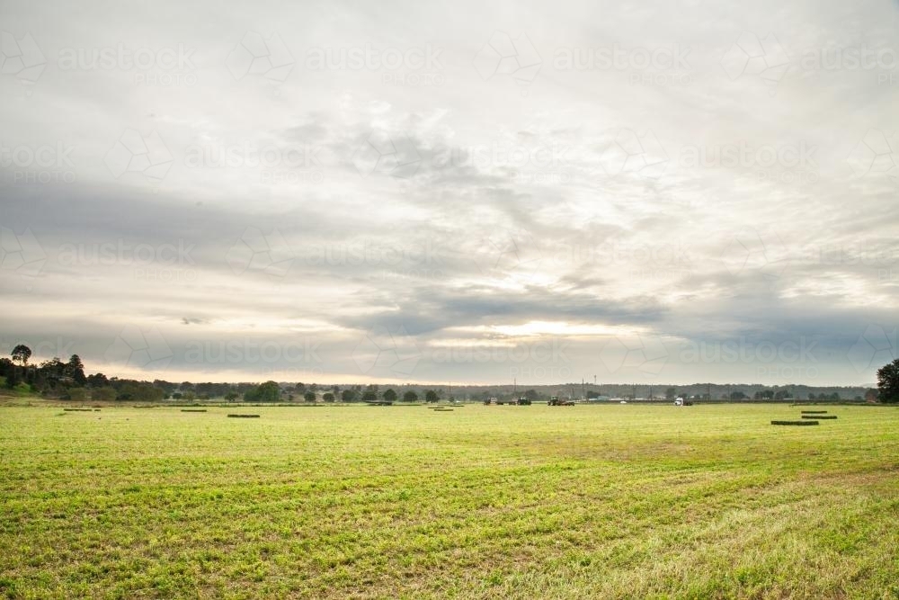 Image of Green paddock of baled lucerne on a cloudy morning - Austockphoto
