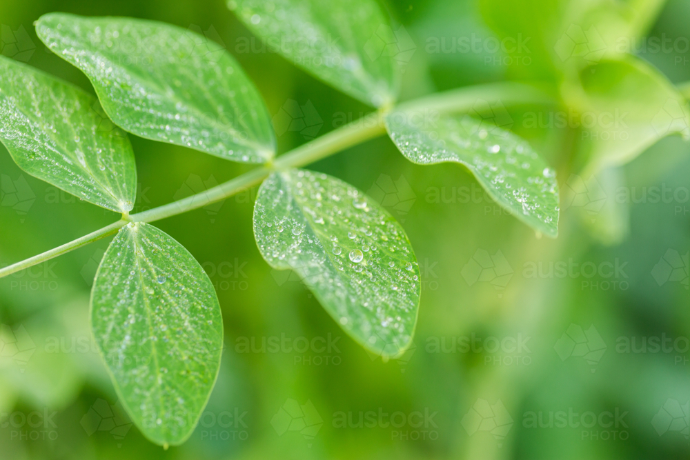 Image of Green pea plant leaves covered in dew in veggie garden ...