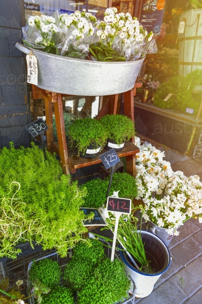 Image of Green pot plants at front of shop on street - Austockphoto