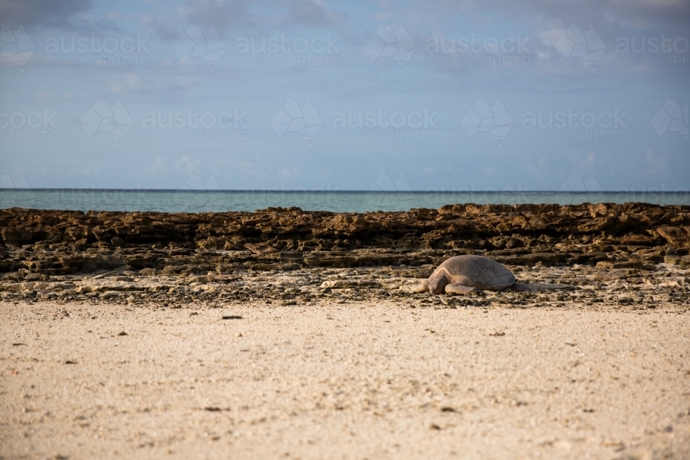 Image of Green sea turtle heading back to the water in the early ...