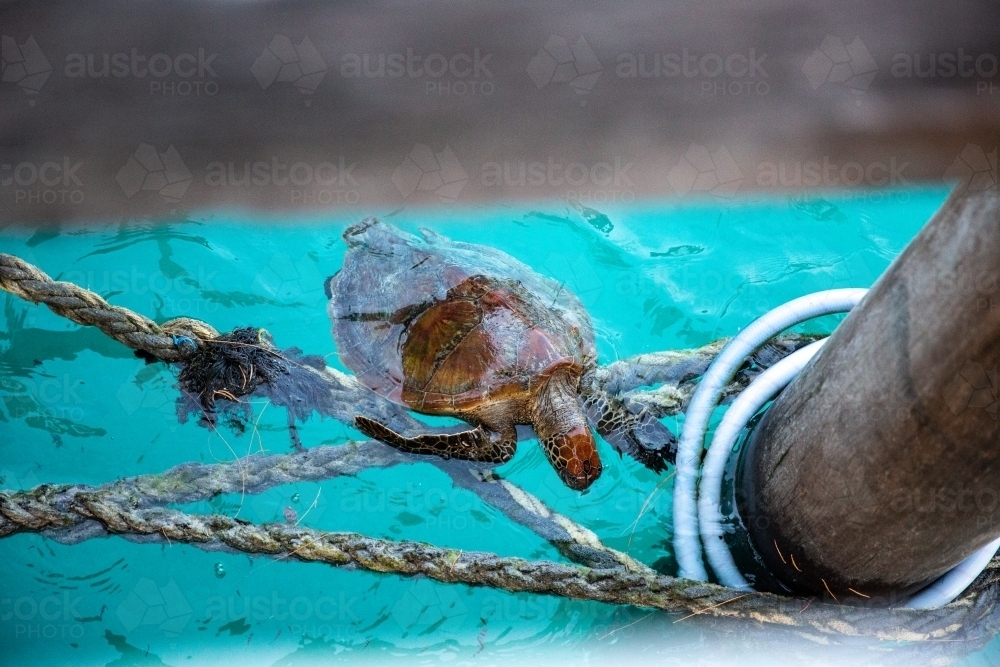 Image of Green sea turtle resting on ropes under the Heron Island jetty ...