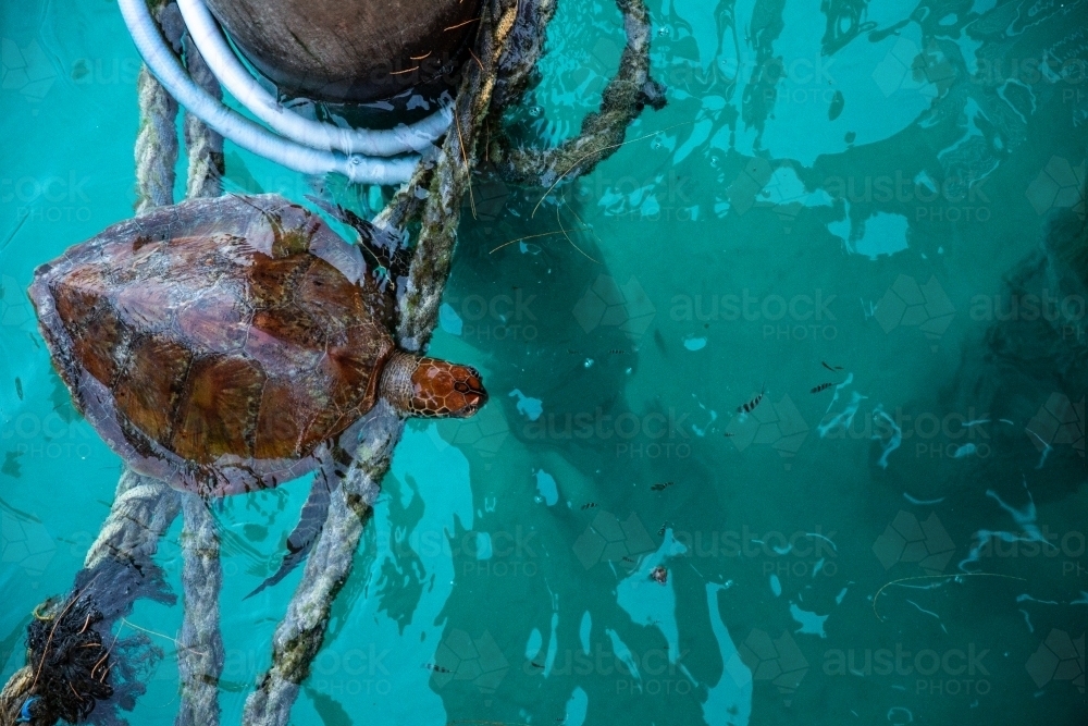 Image of Green sea turtle resting on ropes under the jetty at Heron ...