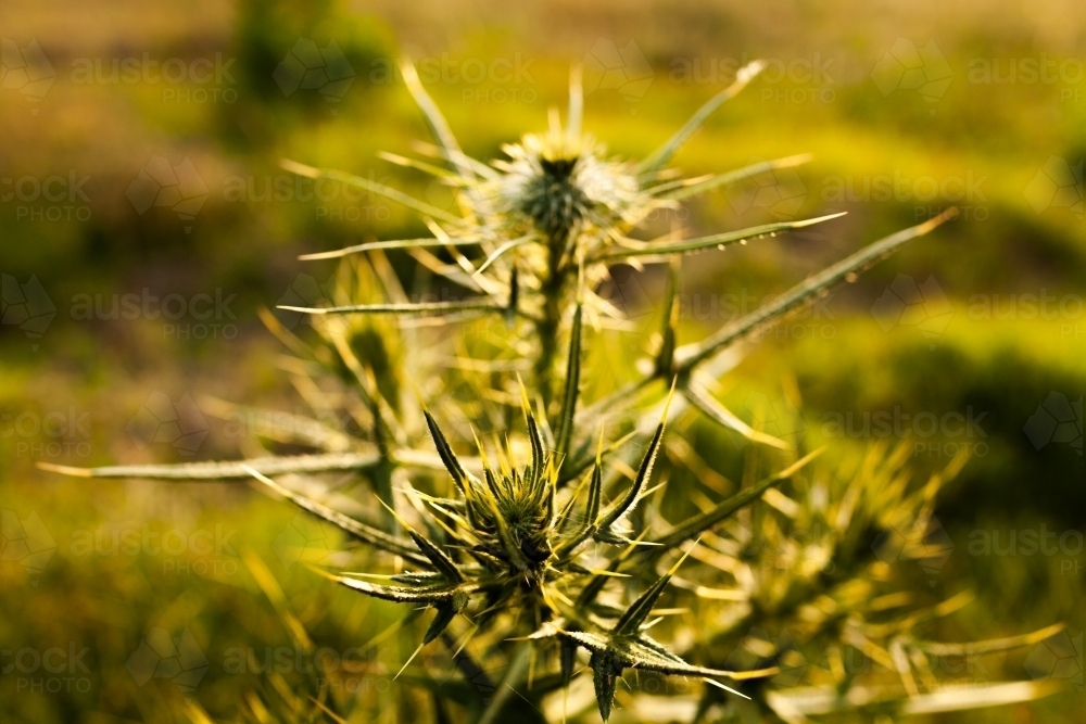 Image of green thistle with sharp thorns on leaves - Austockphoto