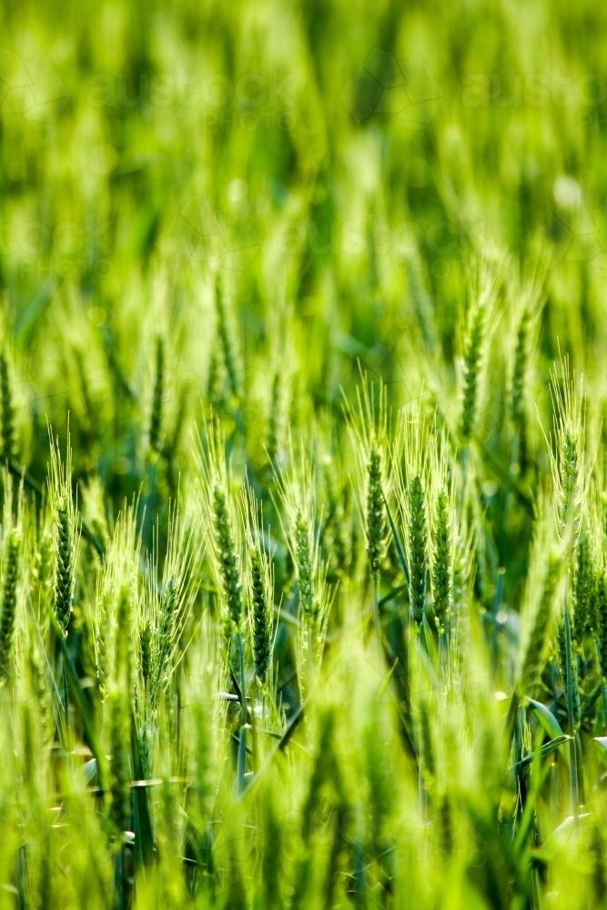 Image of Green wheat crop closeup - Austockphoto
