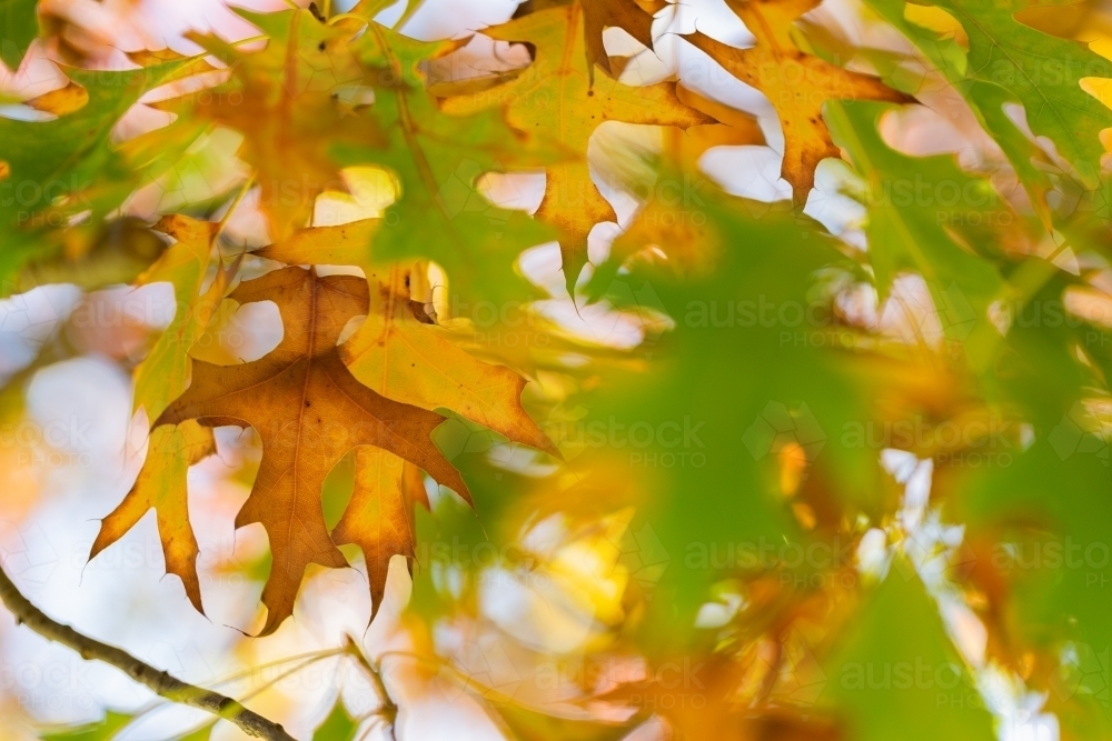 Image of Green yellow and brown autumn leaves on deciduous tree ...