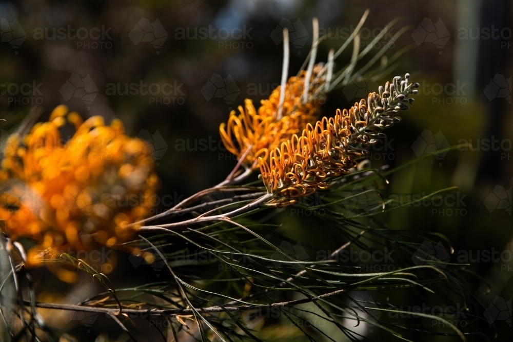 Image of Grevillea - Austockphoto
