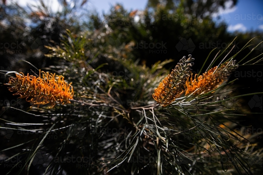 Image of grevillea flowers - Austockphoto