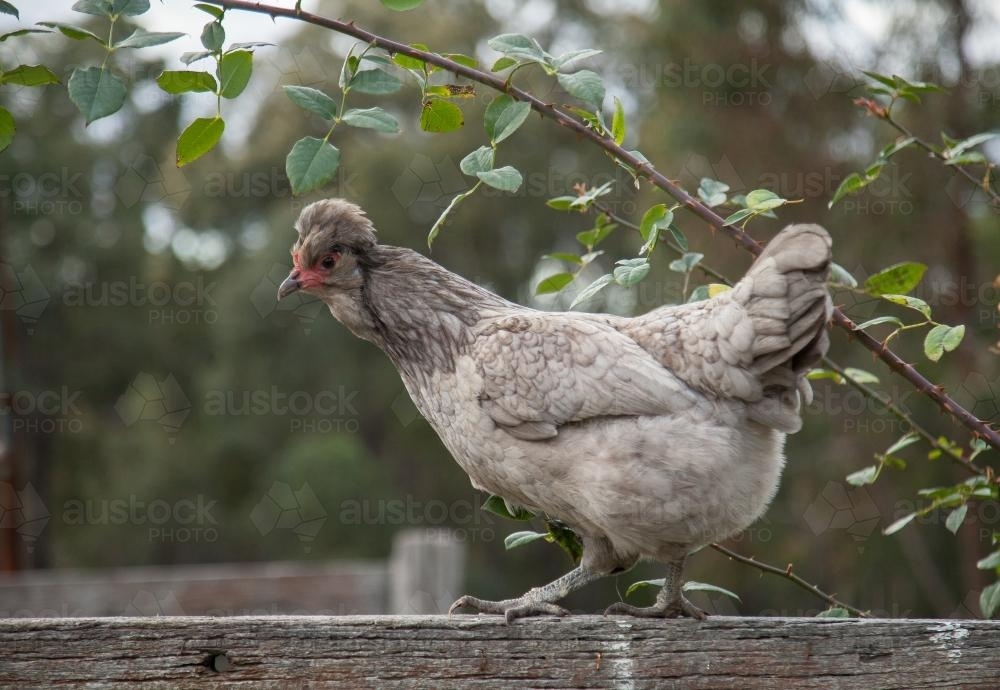 Image of Grey araucana chook on the garden fence - Austockphoto