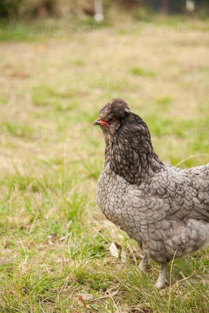 Image of Grey Araucana hen standing on the lawn on the backyard ...
