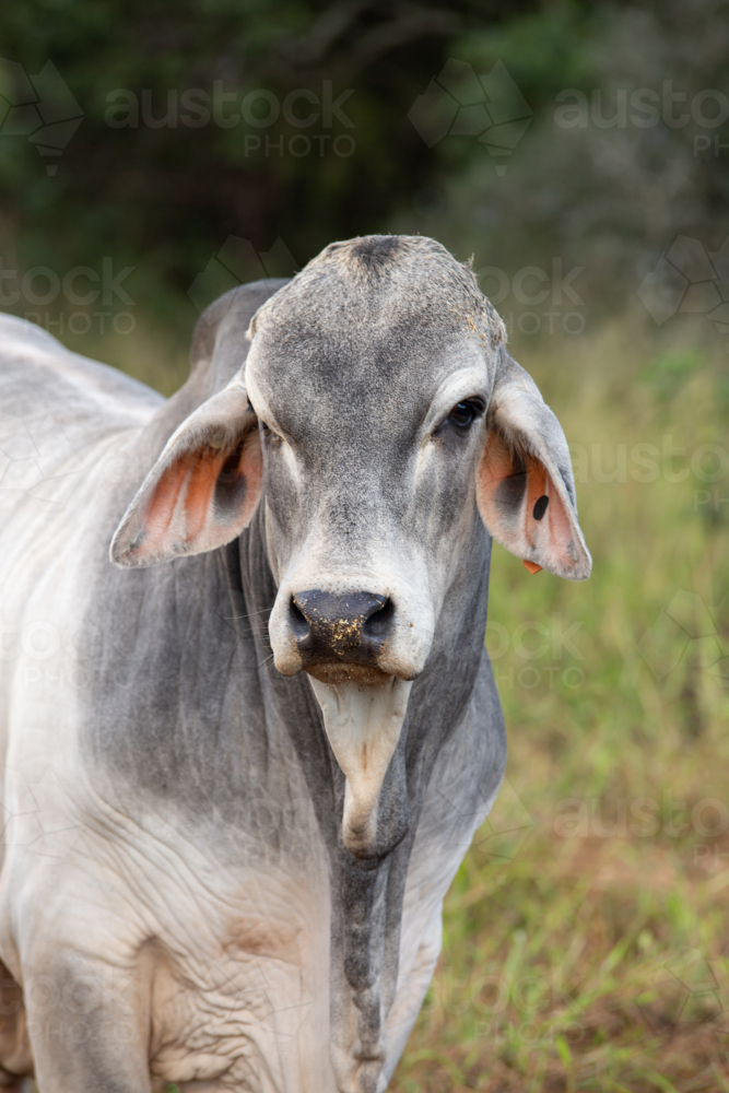 Image of Grey Brahman Cow - Austockphoto