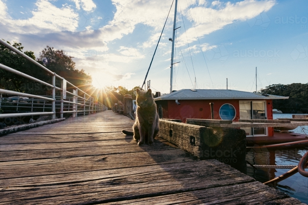 Image of Grey British Shorthair cat sitting on jetty at marina in the ...