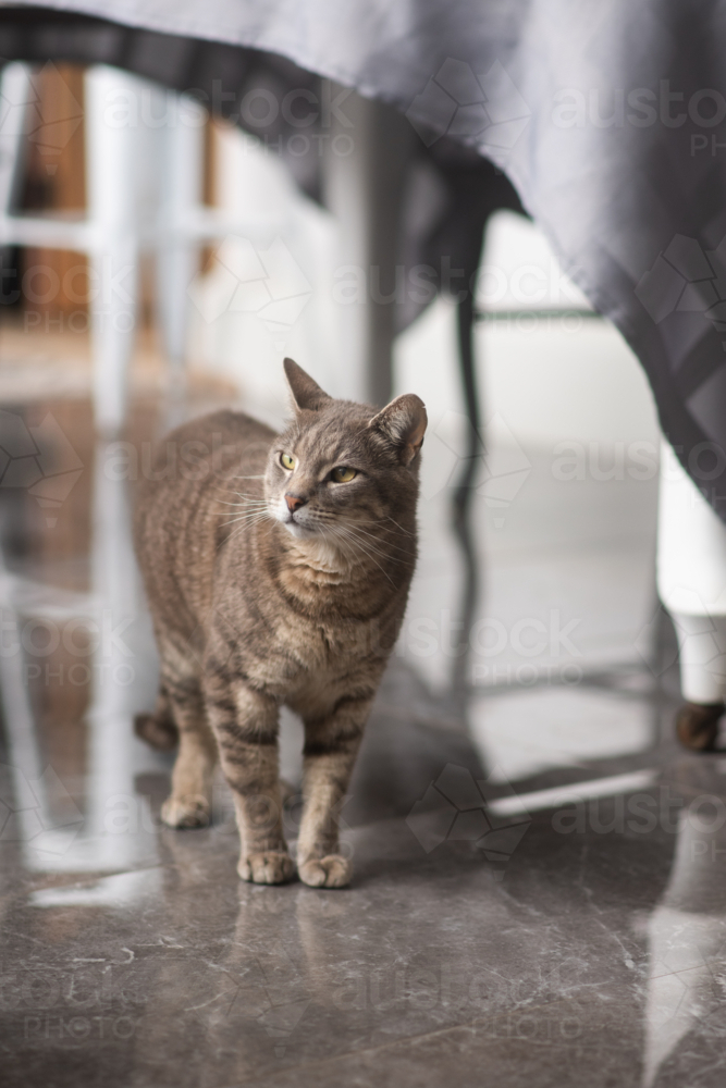 Image of grey cat walking under dining table - Austockphoto