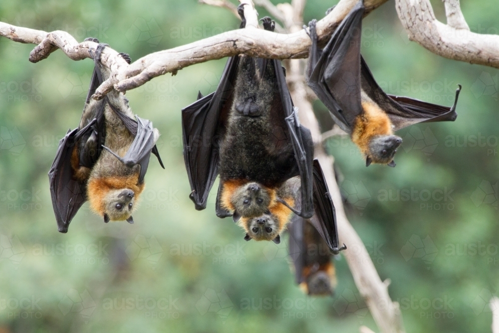 Image of Grey Headed Flying Foxes - Austockphoto