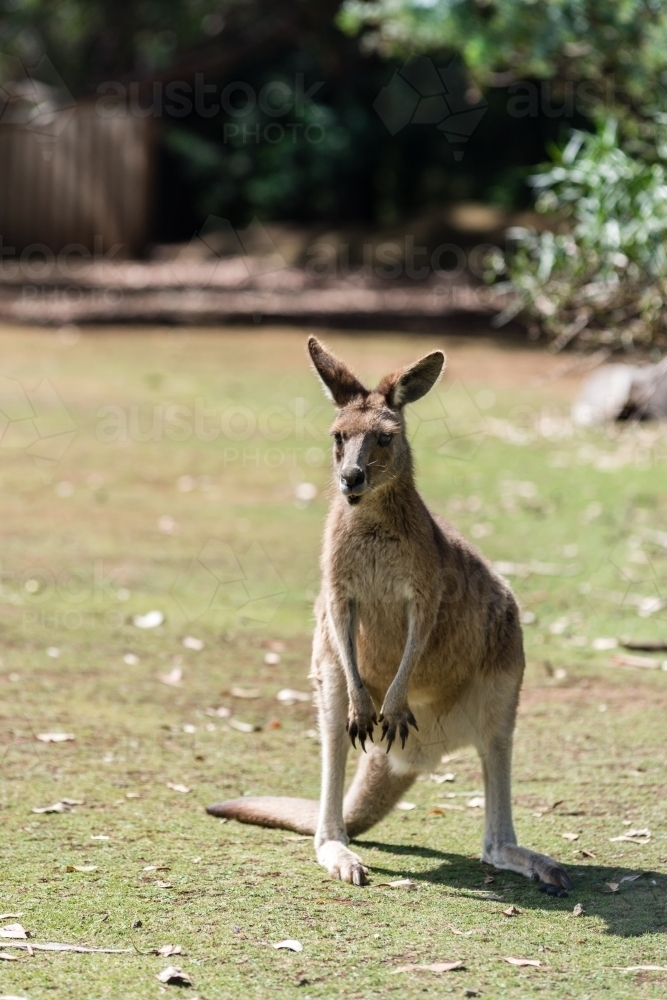 Image of grey kangaroo - Austockphoto