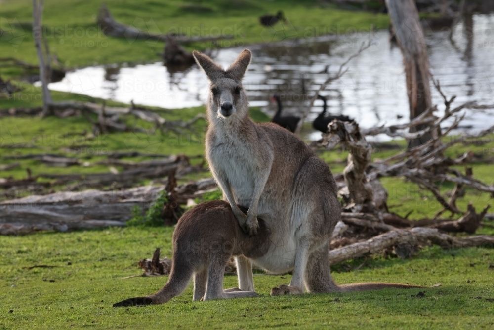 Image of Grey Kangaroo Joey Feeding - Austockphoto