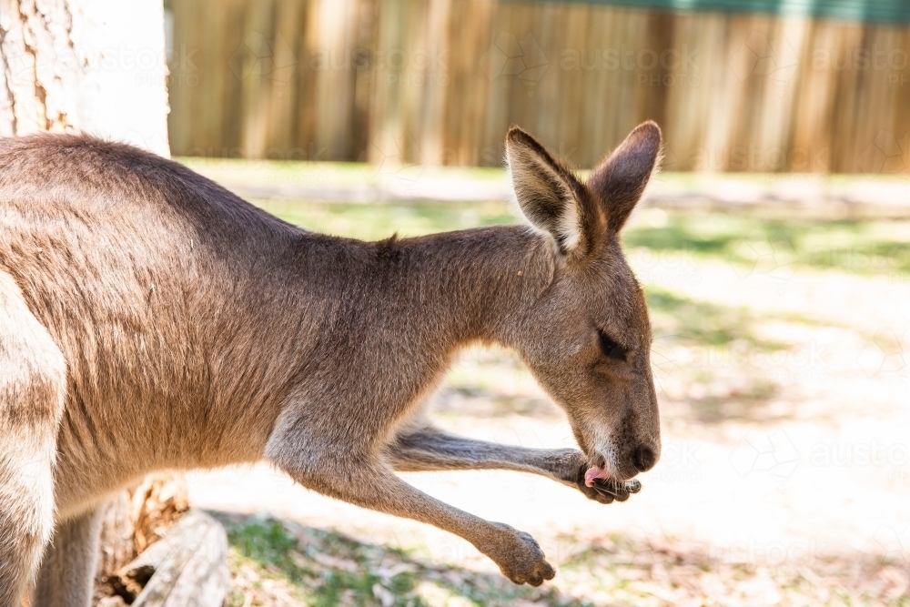 Image of grey kangaroo licking its paws clean - Austockphoto