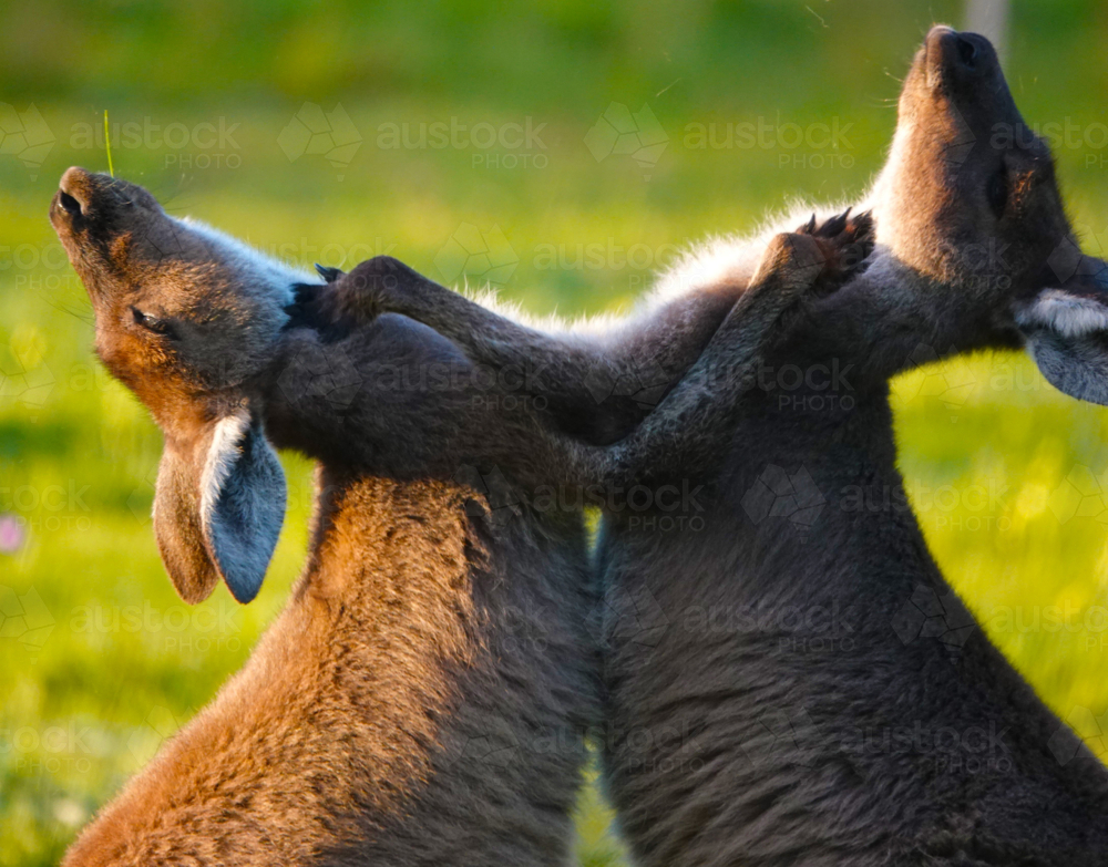Image of Grey kangaroos fighting in a grassy field - Austockphoto