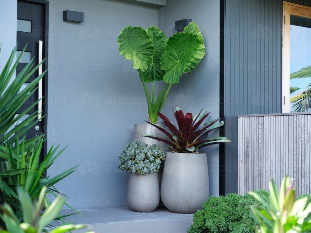 Image of Grey modern looking house with multiple plants on its entrance ...