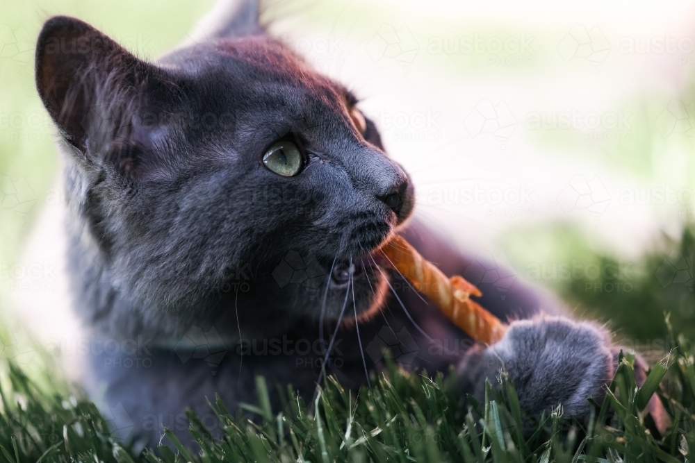 Image of Grey shorthair cat eating raw hide chew treat - Austockphoto