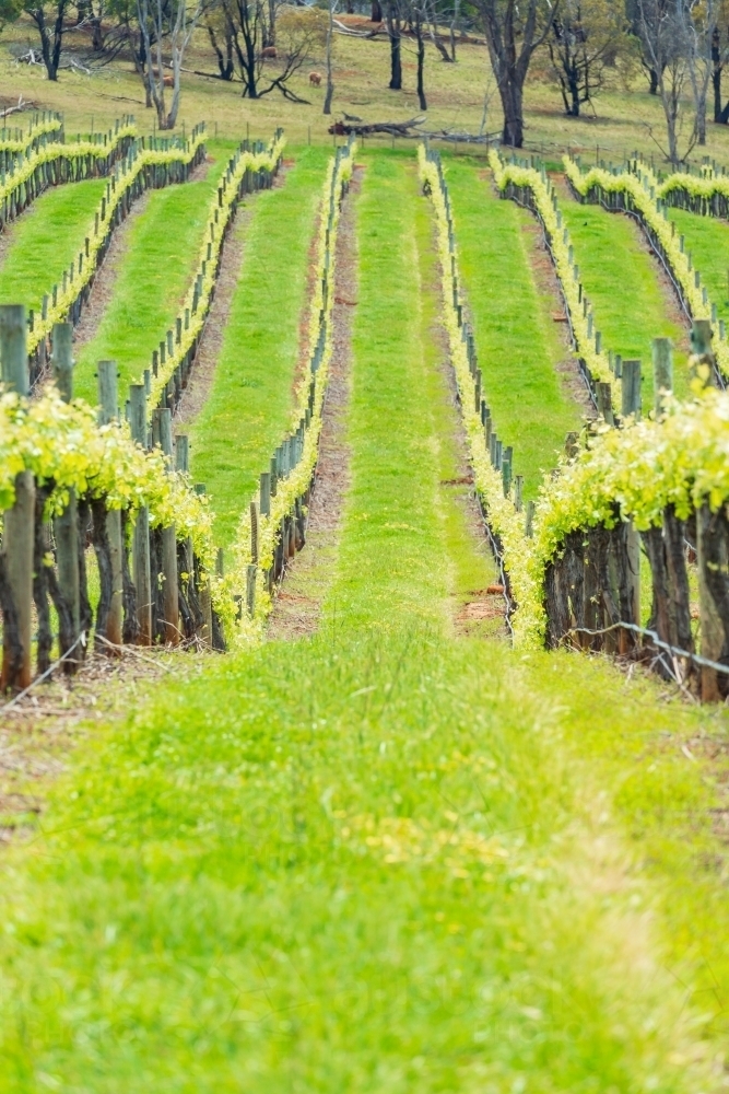 Image of Ground level view between rows of grape vines running down ...