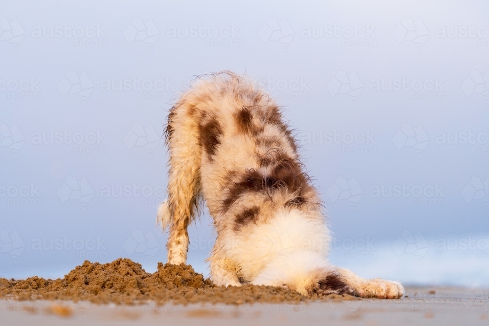 Image of Ground level view of a fluffy wet dog with its head buried in ...